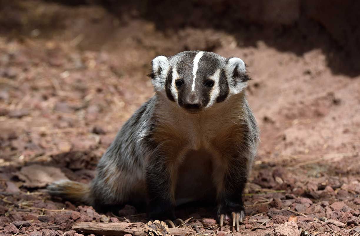 Badger Removal in Tucson | Wildlife Animal Control | Animal Experts Badger Removal in Tucson | Wildlife Animal Control | Animal Experts