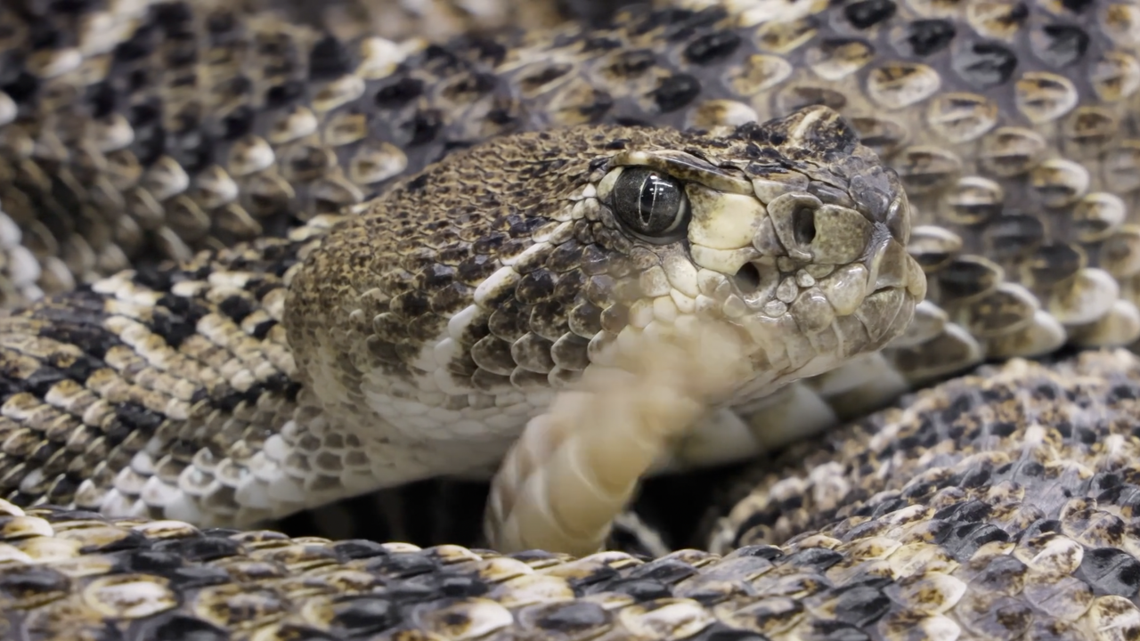 KGUN 9 - 72 Year Old Man Bitten on Both Ankles